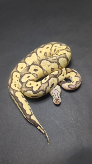 Firefly Clown 66% Het Axanthic (TSK) Ball Python by JD Constriction