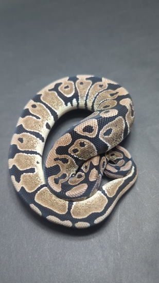 Axanthic (TSK) Het Clown Ball Python by JD Constriction