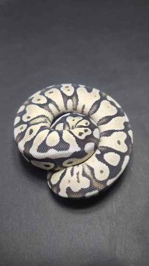 Super Pastel Axanthic (TSK) Ball Python by JD Constriction