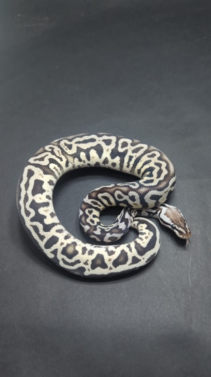 Super Pastel Leopard Axanthic (TSK) Ball Python by JD Constriction