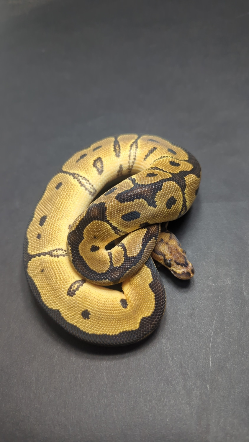Clown Het Axanthic (TSK) Ball Python by JD Constriction - MorphMarket