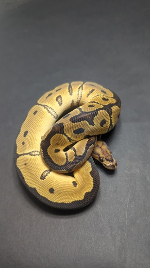 Clown Het Axanthic (TSK) Ball Python by JD Constriction