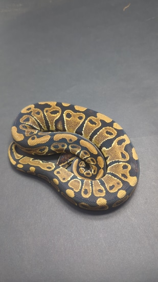 Het Axanthic (TSK) Het Clown Ball Python by JD Constriction