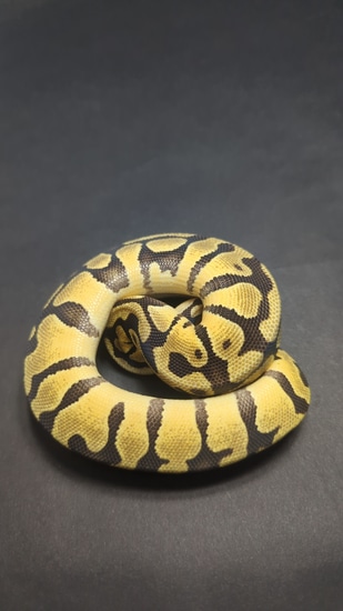 Enchi Pastel Het Axanthic (TSK) Het Clown Ball Python by JD Constriction