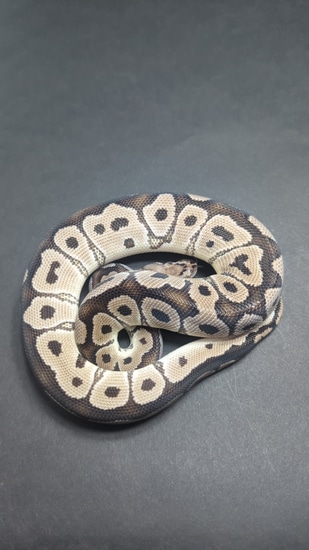 Axanthic (TSK) Clown Ball Python by JD Constriction