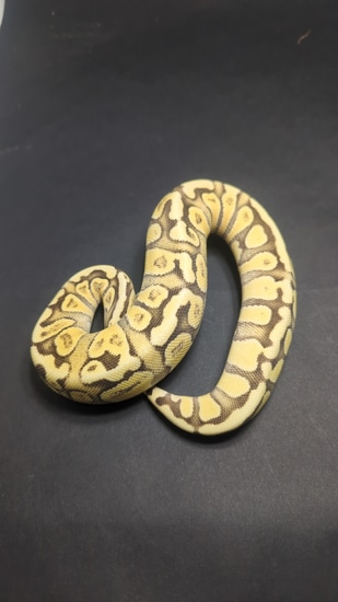 Firefly GHI Het Axanthic (TSK) 66% Het Clown Ball Python by JD Constriction