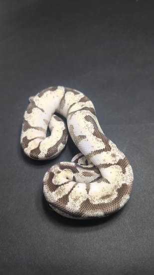 Super Enchi Pastel Axanthic (TSK) Ball Python by JD Constriction