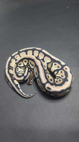 Pastel Axanthic (TSK) Ball Python by JD Constriction