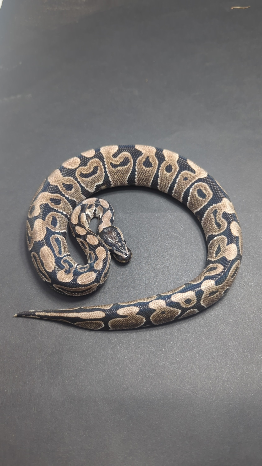 Axanthic (TSK) Ball Python by JD Constriction - MorphMarket