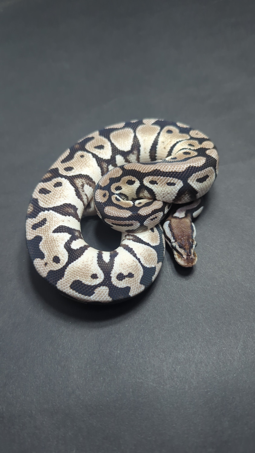 Pastel Axanthic (TSK) 66% Het Clown Ball Python by JD Constriction ...