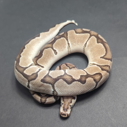 2021 Firefly Axanthic Clown Ball Python by JD Constriction - MorphMarket