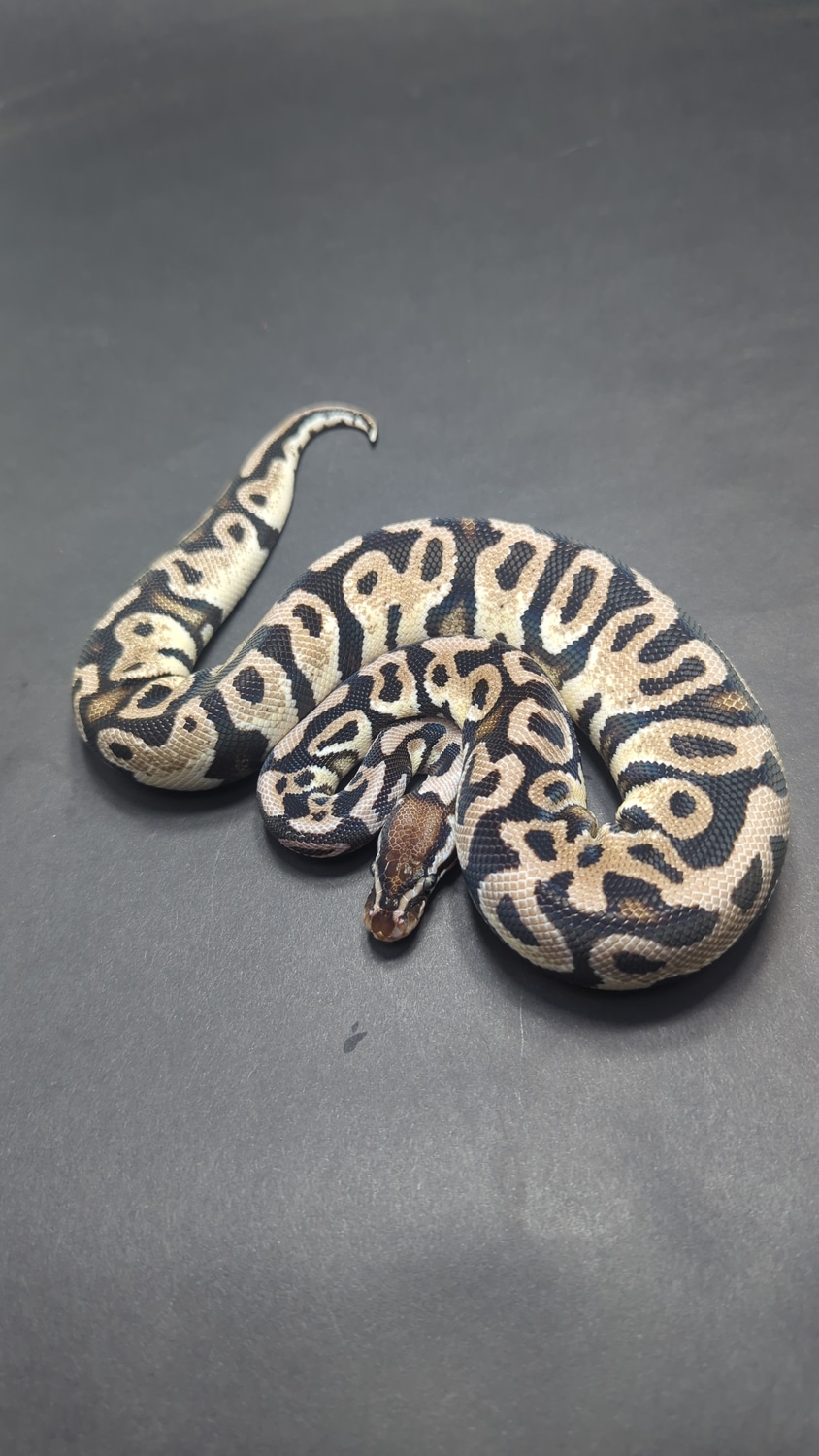 Pastel Yellow Belly Axanthic (TSK) Ball Python by JD Constriction ...