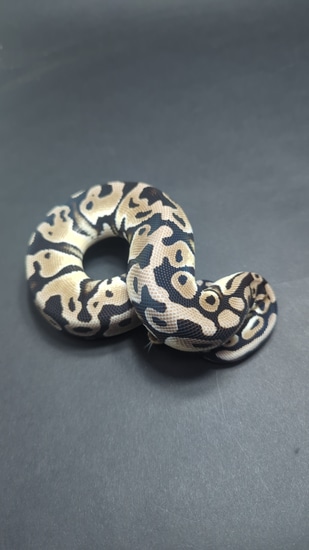 Pastel Axanthic (TSK) 66% Het Clown Ball Python by JD Constriction