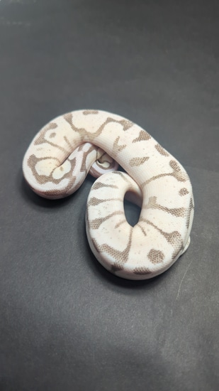 Superfly Super Enchi Axanthic (TSK) Ball Python by JD Constriction