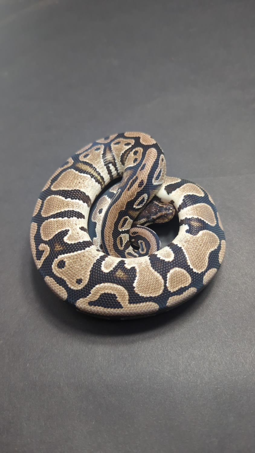 Axanthic (TSK) 66% Het Hypo 66% Het Piebald Ball Python by JD ...