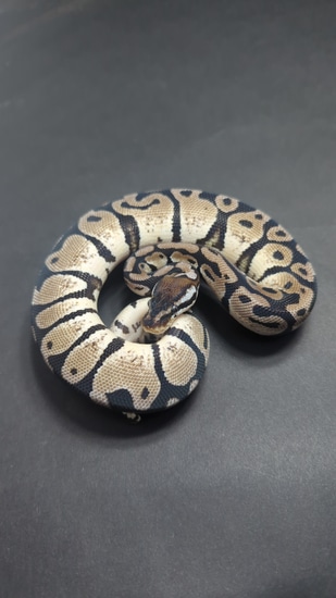 Pastel Axanthic (TSK) Ball Python by JD Constriction