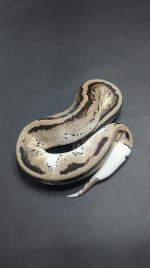 Axanthic (TSK) Piebald 66% Het Hypo Ball Python by JD Constriction