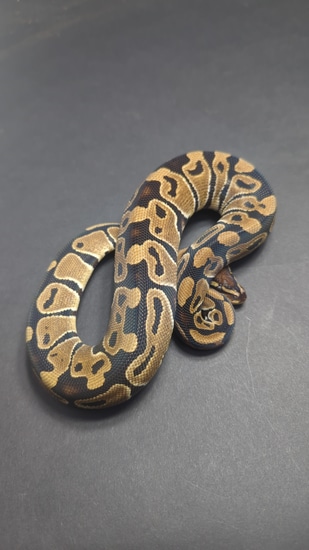 100% Het Axanthic (TSK) 100% Het Clown Ball Python by JD Constriction