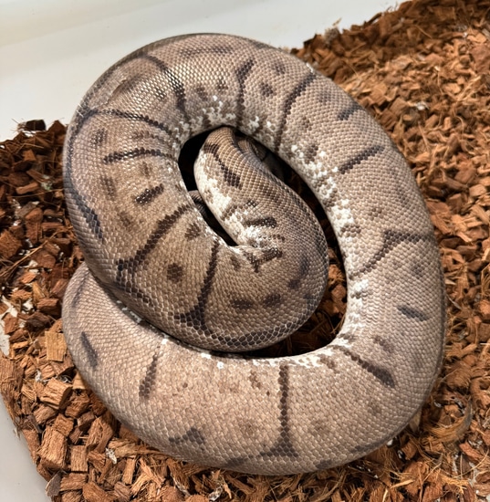 2015 Leopard Bumblebee SK Axanthic Ball Python by JD Constriction