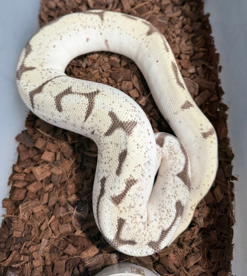 2022 Orange Dream Fire Spider SK Axanthic Ball Python by JD Constriction