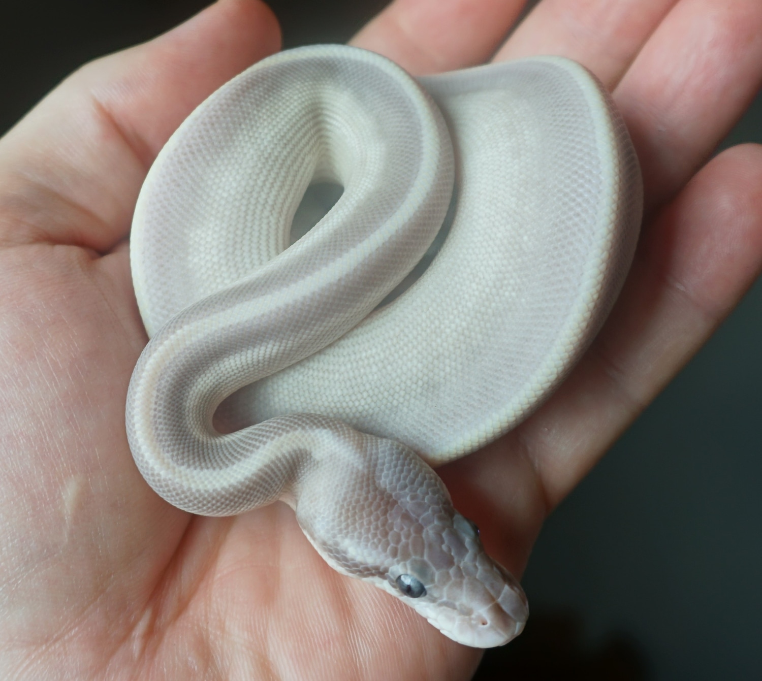 Leopard Mystic Potion Ball Python by Beauty and the Balls LLC - MorphMarket