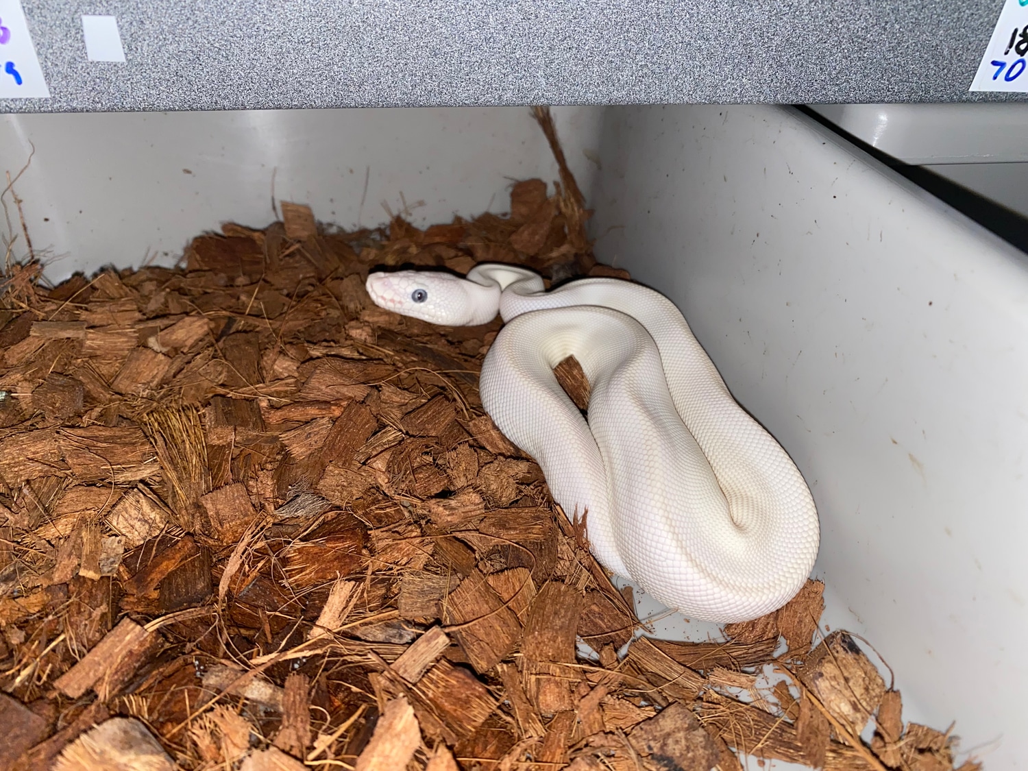 BEL Mojave Lesser Ball Python by Beauty and the Balls LLC - MorphMarket