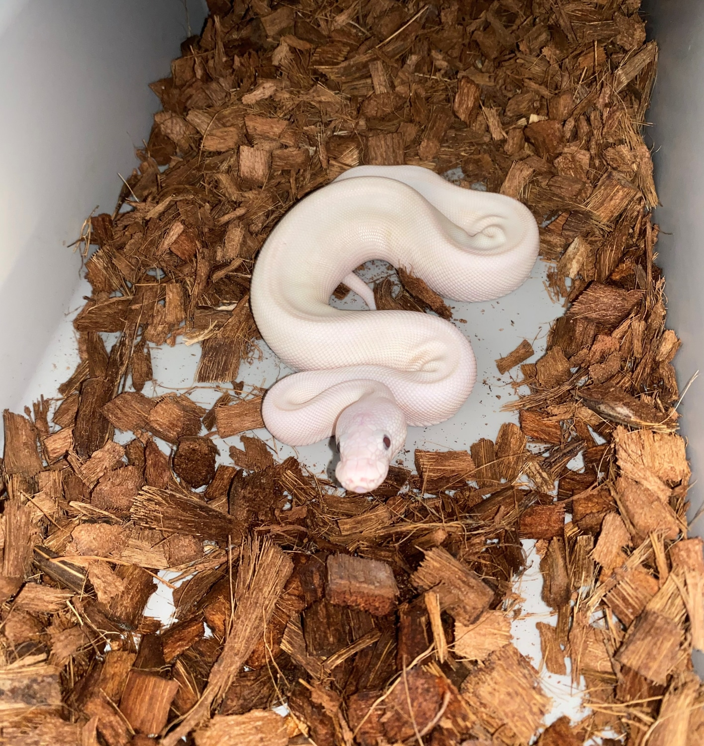 Mojave Lesser Ball Python by Beauty and the Balls LLC - MorphMarket