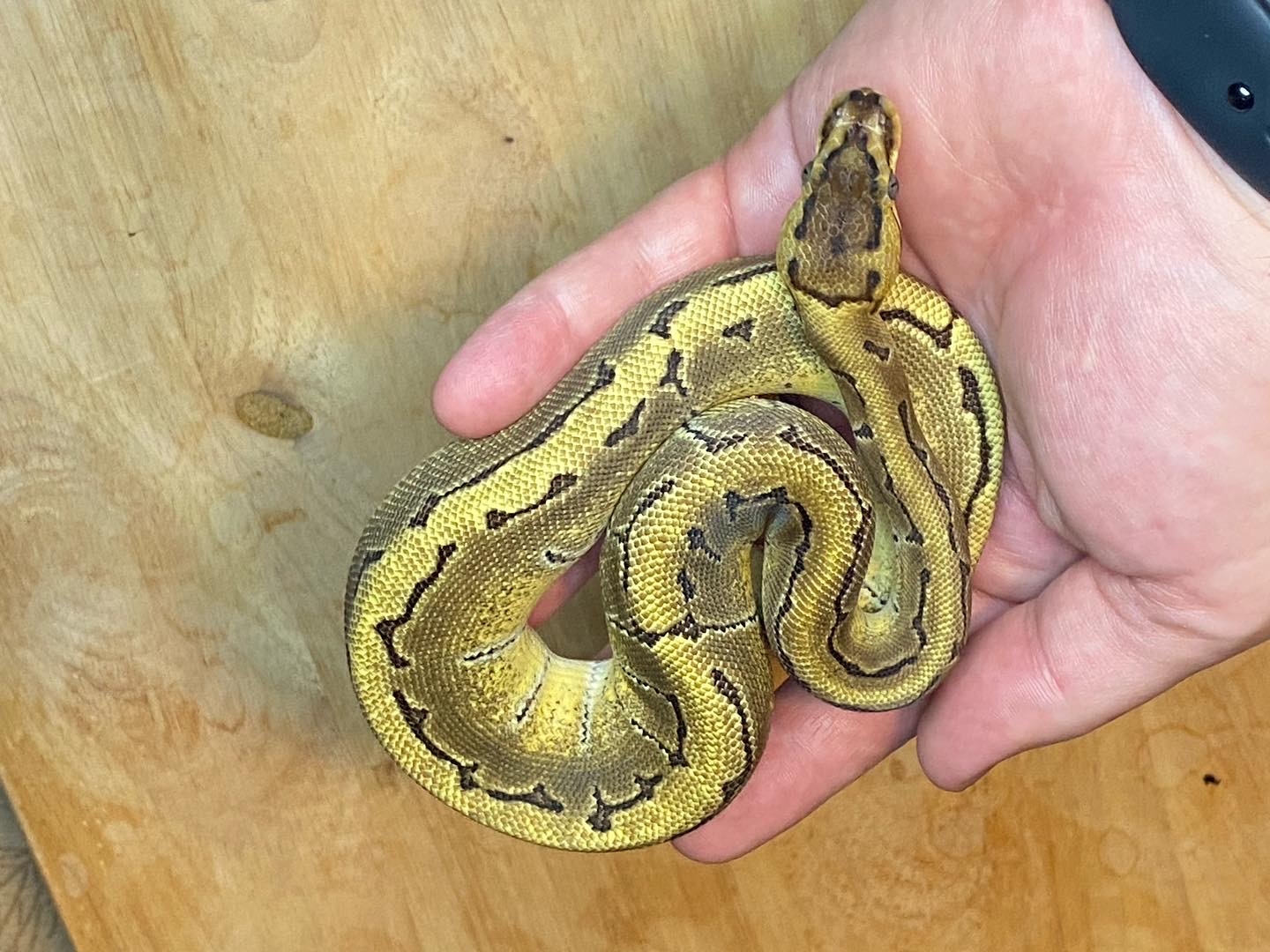 Enchi Pinstripe Het VPI Axanthic Pos Fire Spotnose Ball Python by ...
