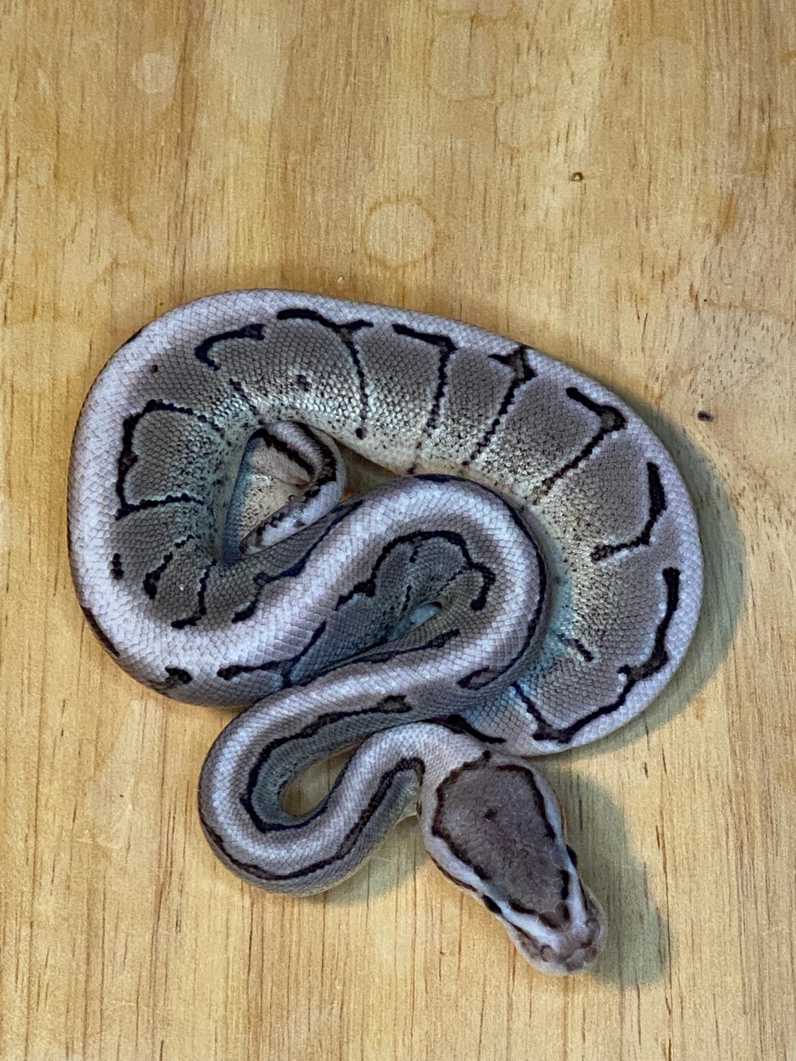 Fire Pinstripe VPI Axanthic Pos Spotnose Ball Python by Beauty and the ...