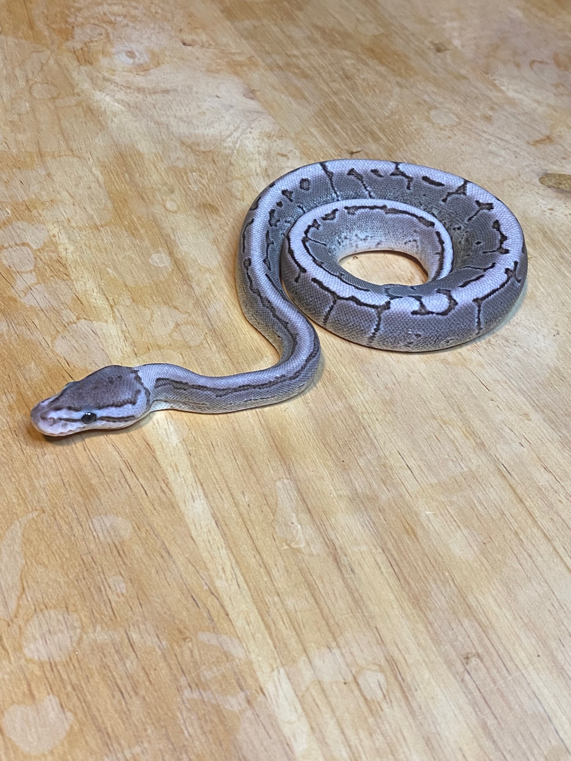 Fire Pinstripe Spotnose VPI Axanthic Ball Python by Beauty and the ...