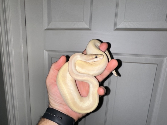 Leopard Crystal Ball Python by Beauty and the Balls LLC