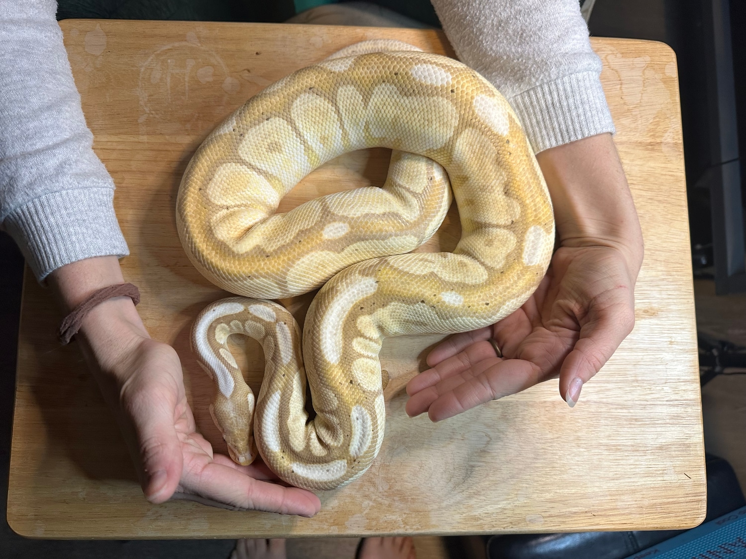 RTB Female Banana Cinnamon Mojave Spider Ball Python by Beauty and the Balls LLC - MorphMarket