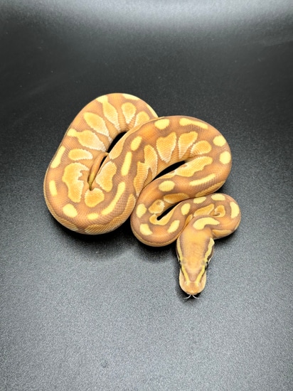 Black Pastel Enchi Banana Lesser Het Desert Ghost Ball Python by Beauty and the Balls LLC
