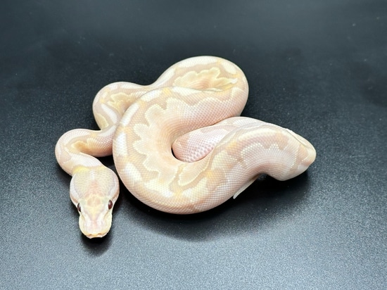 Bamboo Fire Ultramel Ball Python by Beauty and the Balls LLC