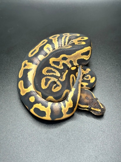 Leopard Mystic Het Clown Ball Python by Beauty and the Balls LLC