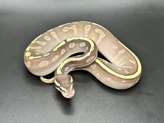 GHI Butter Het Piebald Ball Python by Beauty and the Balls LLC