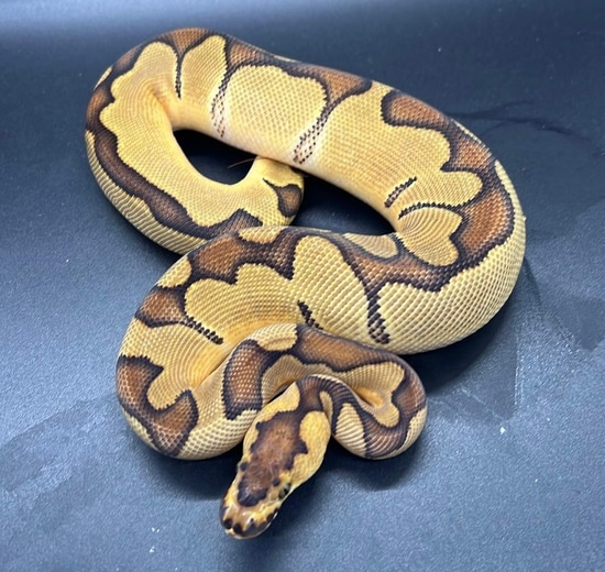 Enchi Clown Ball Python by JJ’s Constrictors’s