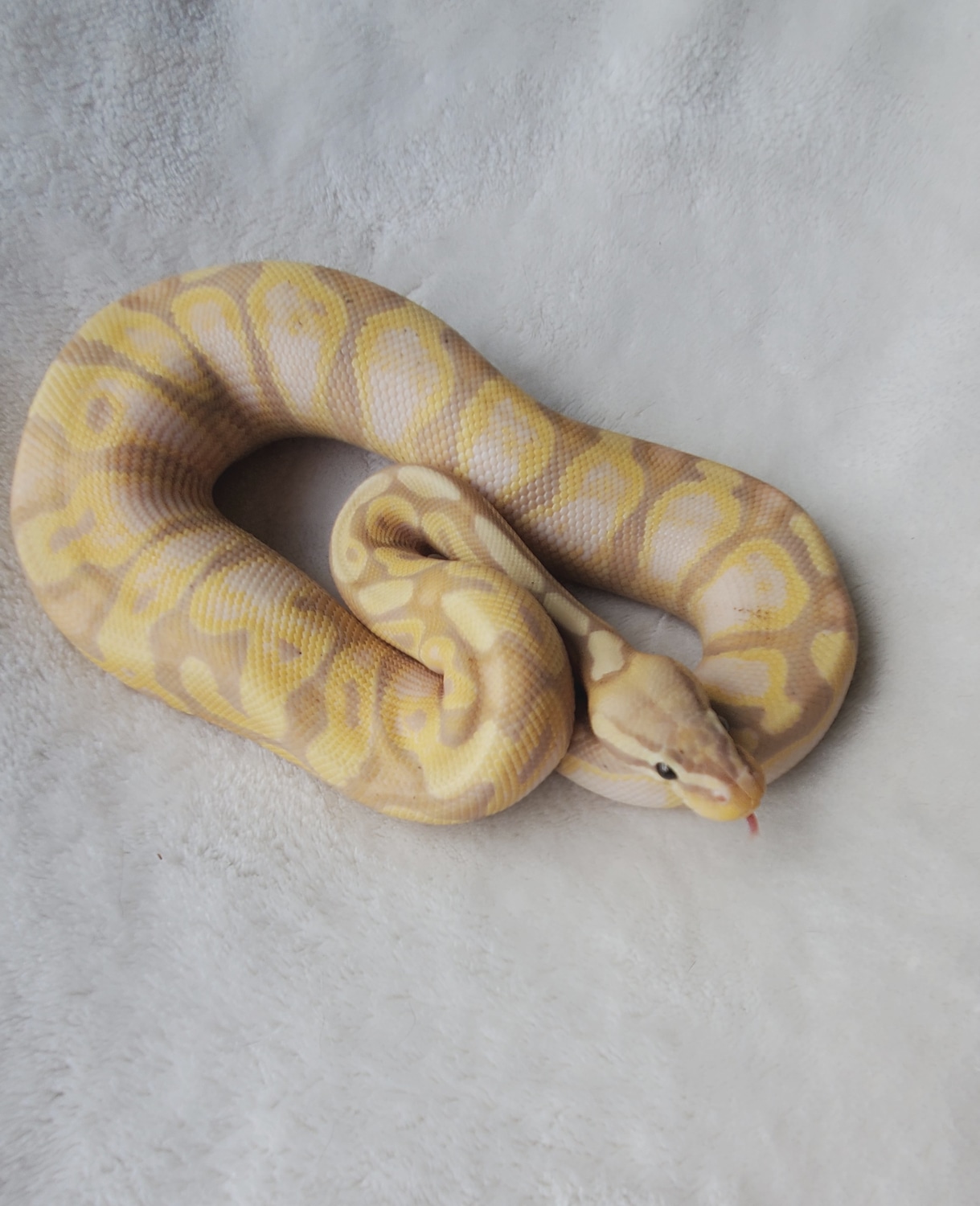 Pastel Banana Orange Dream Ball Python by Jr's Python Planet - MorphMarket