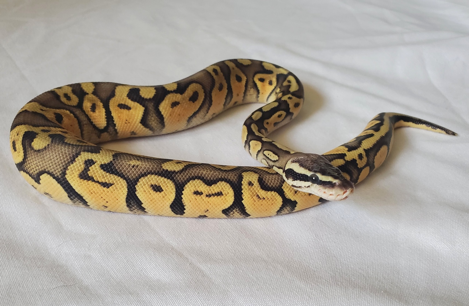 Pastel Orange Dream Ball Python by Jr's Python Planet - MorphMarket