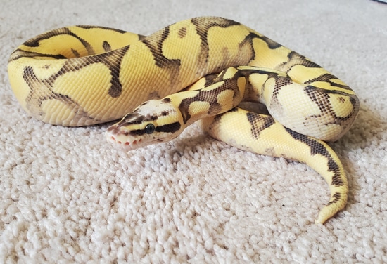 Enchi Firefly Ball Python by Jr's Python Planet