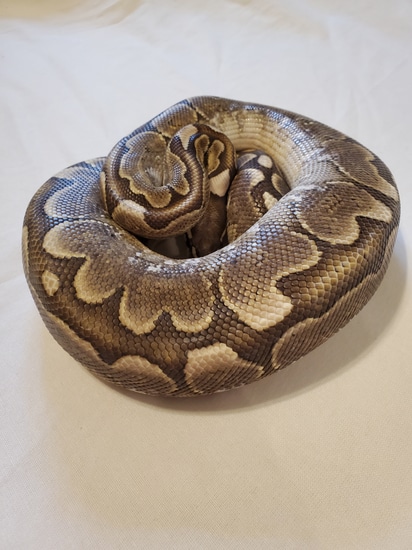 Bamboo Ball Python by Jr's Python Planet