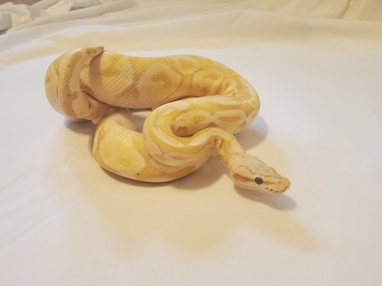 Banana Firefly Ball Python by Jr's Python Planet