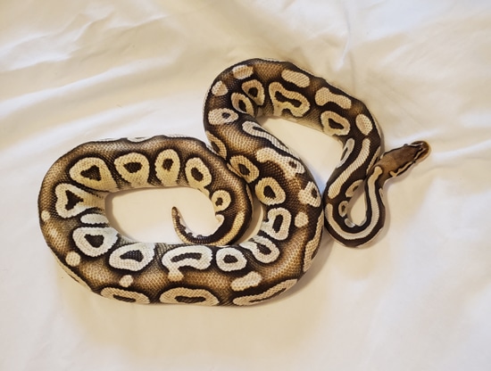 2020 Pastave Female 50% Het Hypo Ball Python by Jr's Python Planet