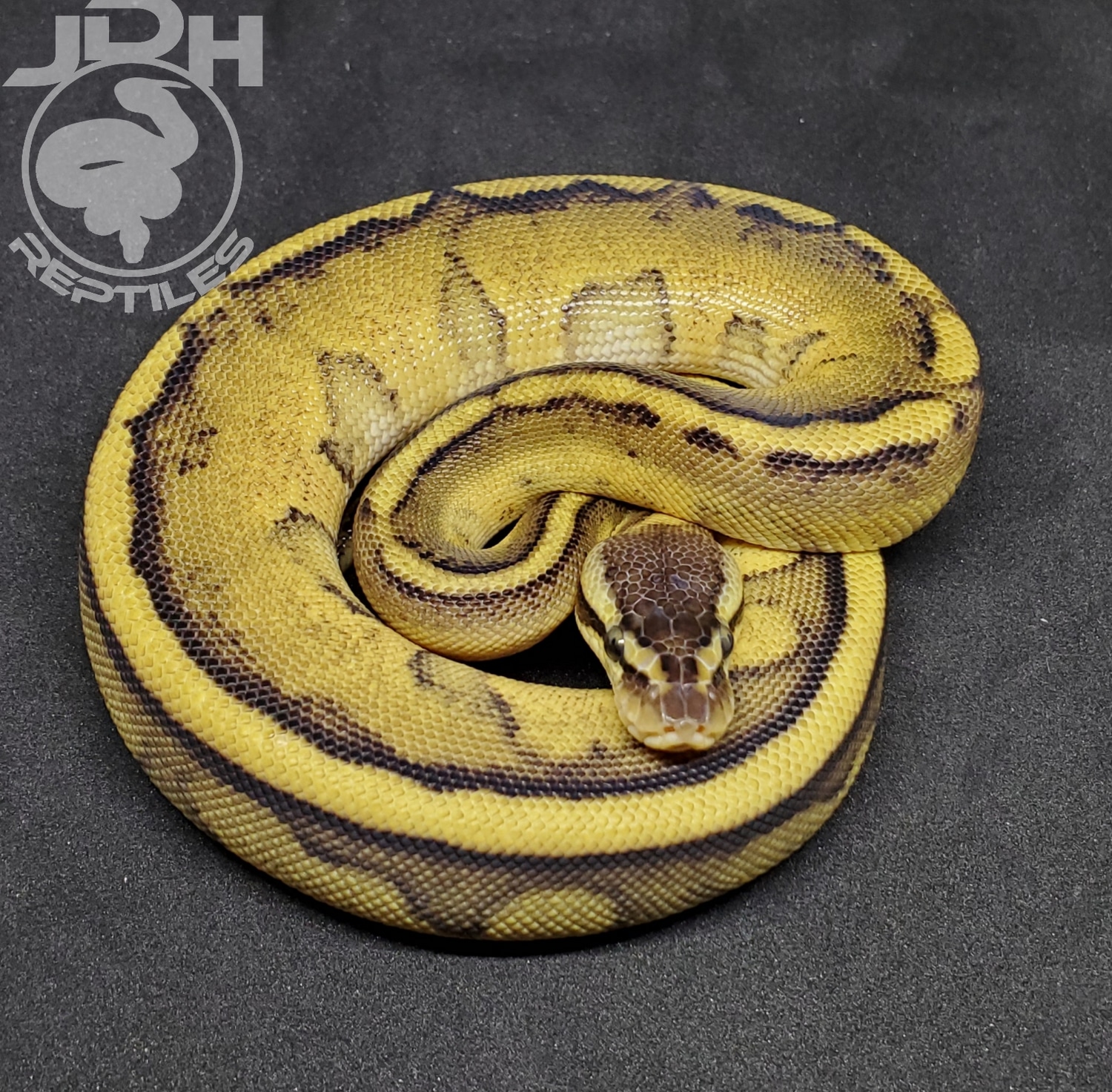 Pastel Genetic Stripe 66% Het VPI Axanthic **FREE SHIPPING** Ball ...