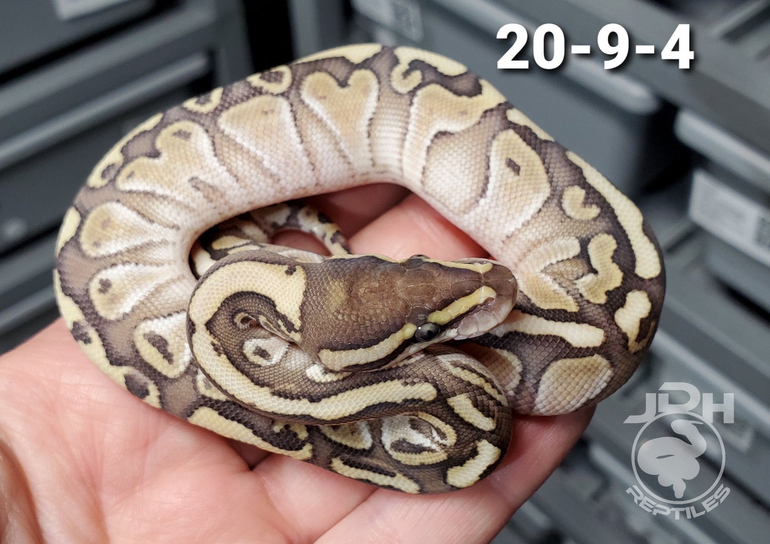 Butter Yellowbelly **FREE SHIPPING Ball Python by JDH Reptiles ...