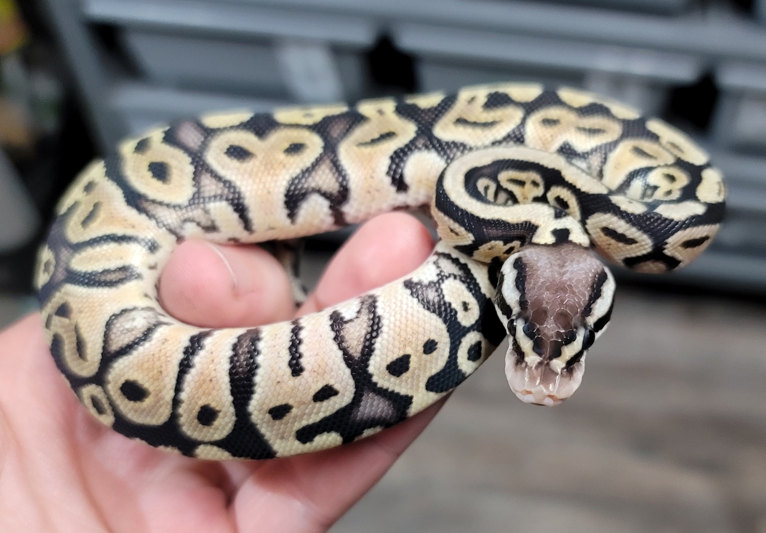 Pastel Het Red Axanthic 100% Het Desert Ghost Ball Python by JDH ...