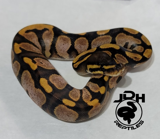 Calico Yellowbelly Ball Python by JDH Reptiles