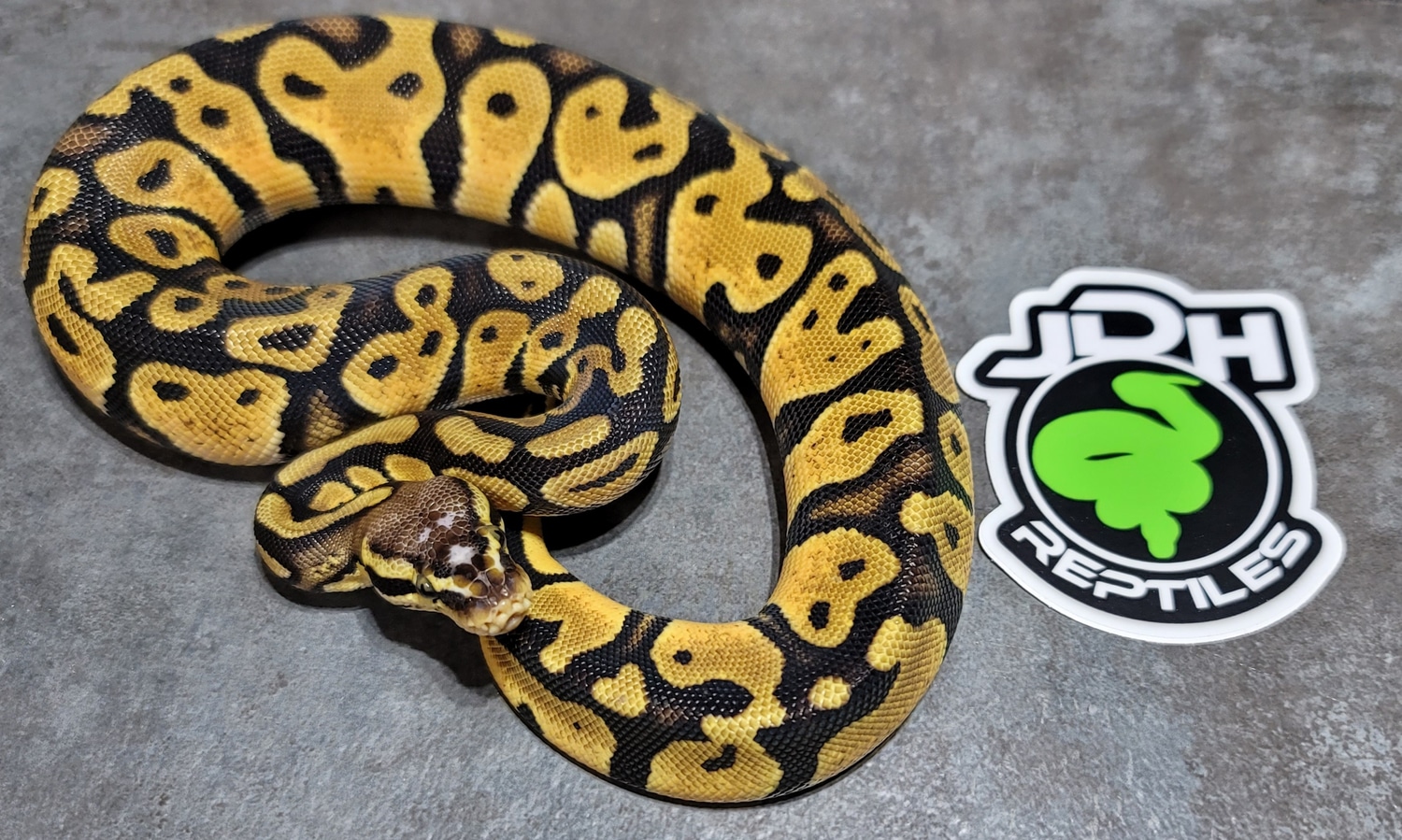 Pastel Scaleless Head Ball Python by JDH Reptiles - MorphMarket