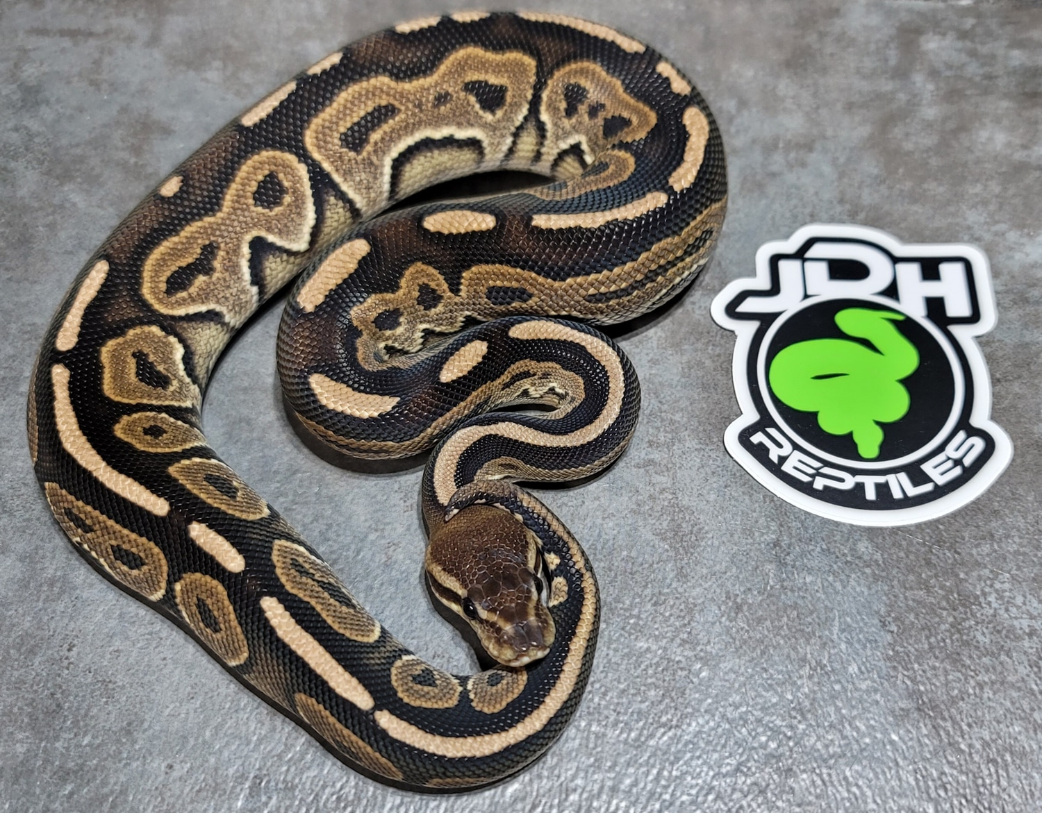 Cinnamon 100% Het VPI Axanthic G-Stripe Ball Python by JDH Reptiles ...