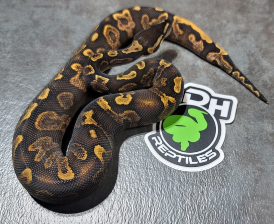 GHI Calico Ball Python by JDH Reptiles